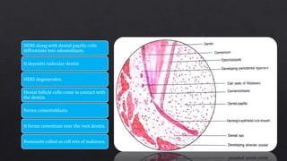 Development of Tooth By Dr. Yashkumar Shah | PPT