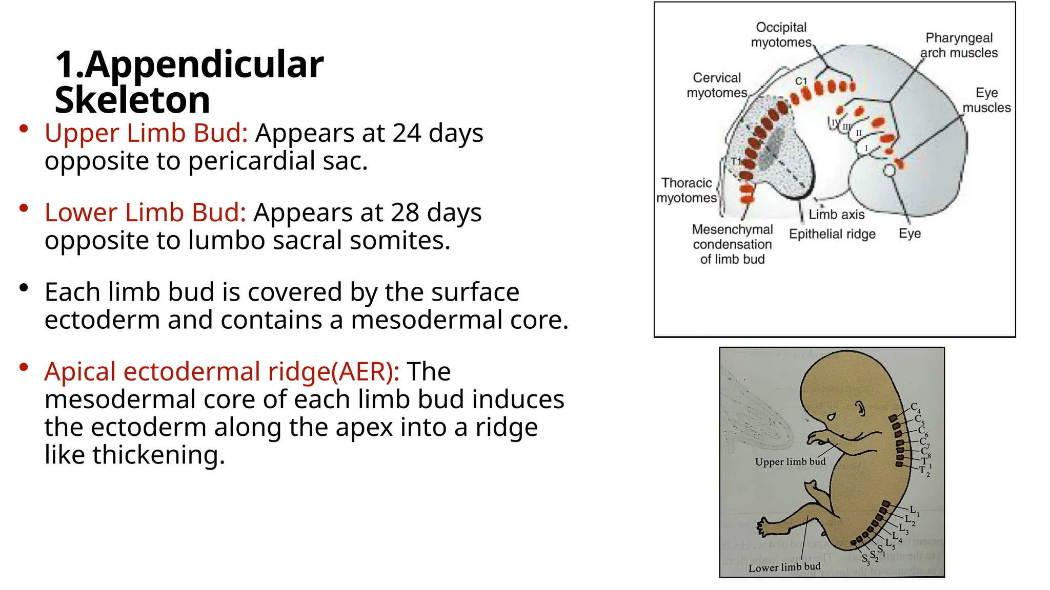 Development of Upper Limb: clear, systematic overview of the ...