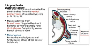 Development of Upper Limb: clear, systematic overview of the ...