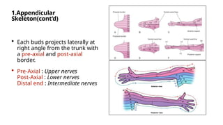 Development of Upper Limb: clear, systematic overview of the ...