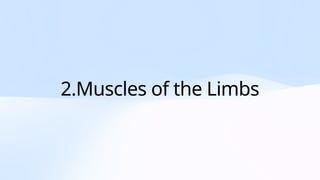 Development of Upper Limb: clear, systematic overview of the ...