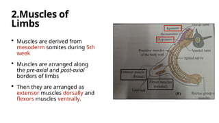 Development of Upper Limb: clear, systematic overview of the ...