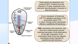 Development of Upper Limb: clear, systematic overview of the ...