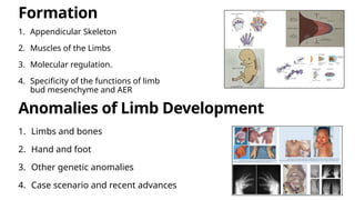 Development of Upper Limb: clear, systematic overview of the ...