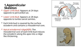 Development of Upper Limb: clear, systematic overview of the ...