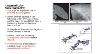 Development of Upper Limb: clear, systematic overview of the ...