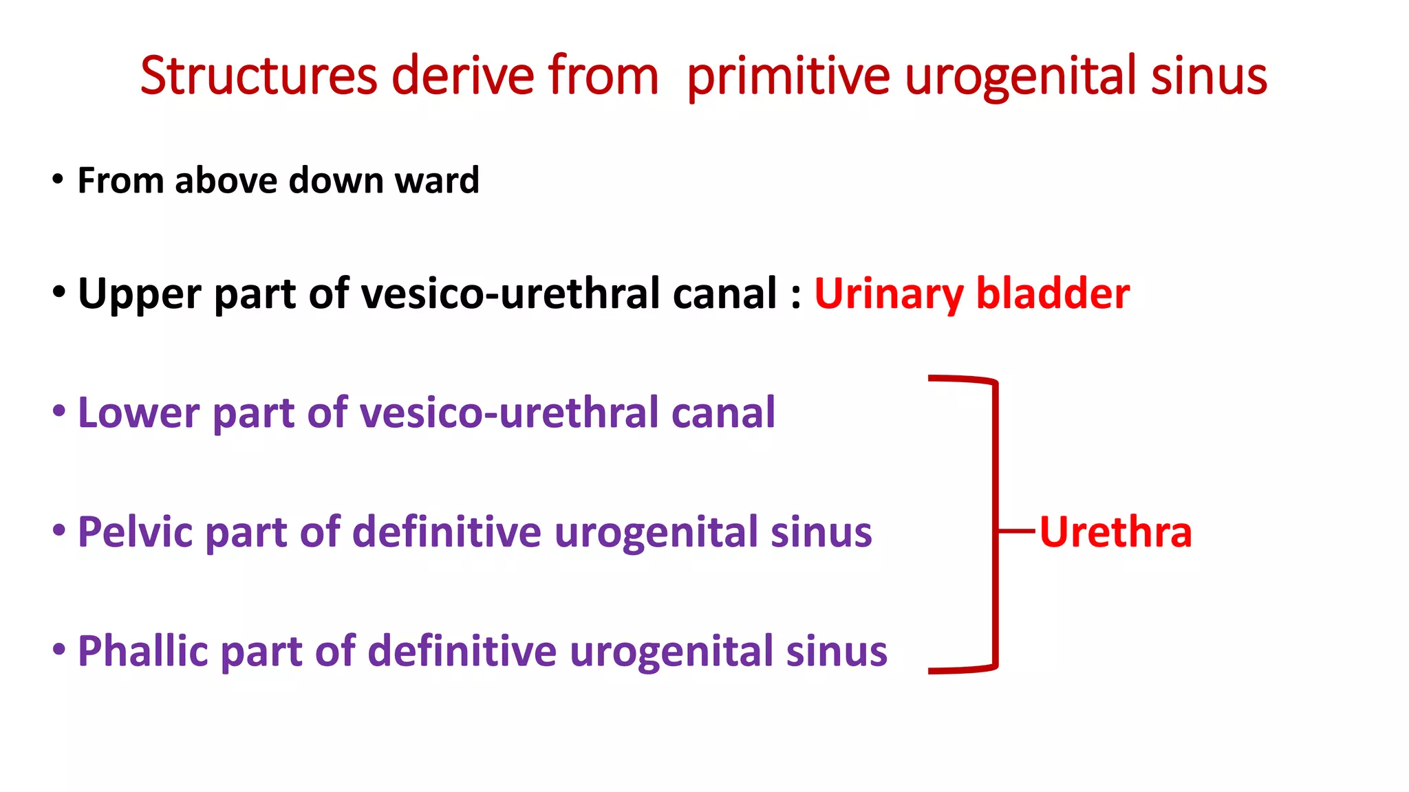 Development of urethra | PPTX
