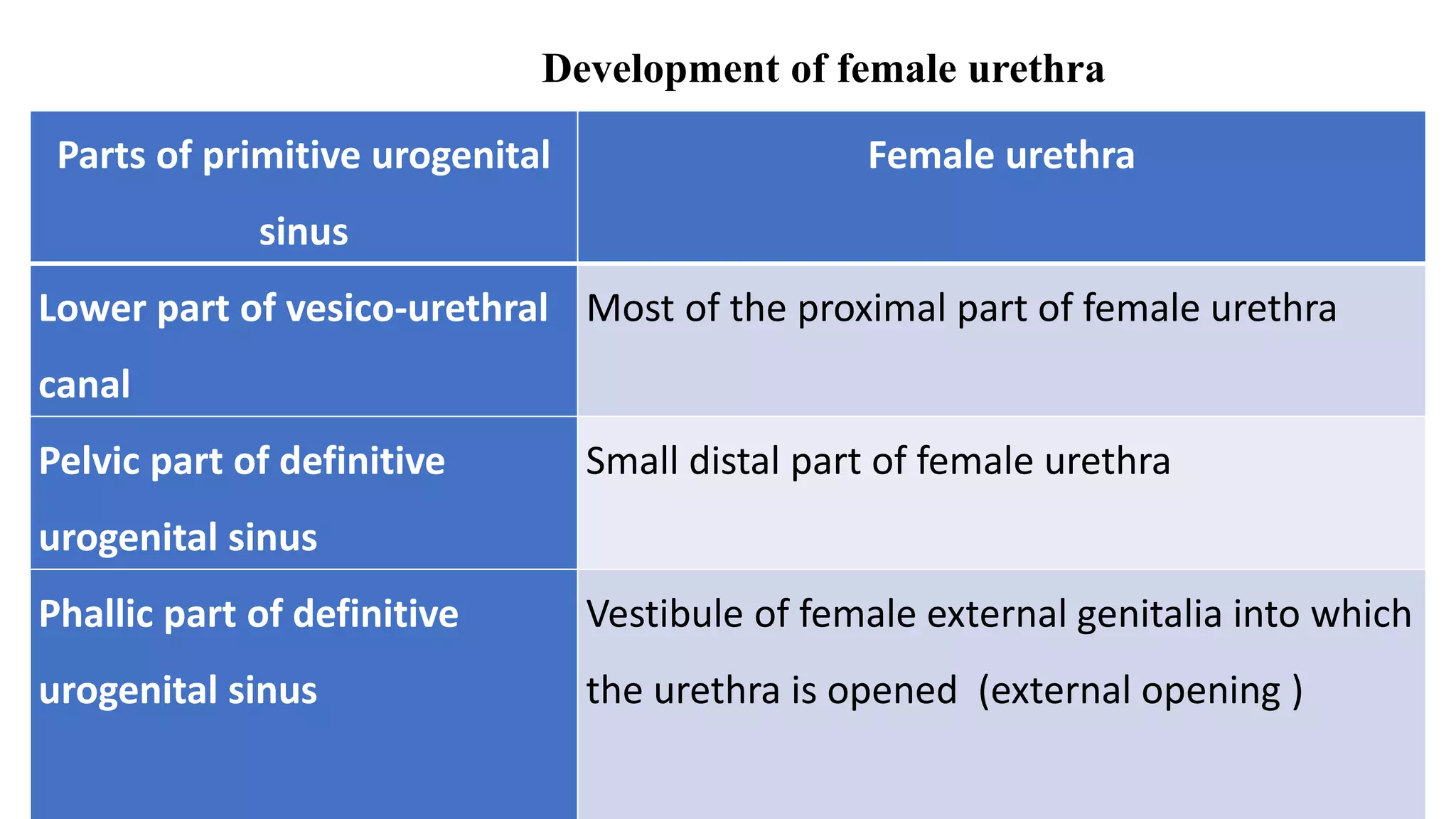 Development of urethra | PPTX