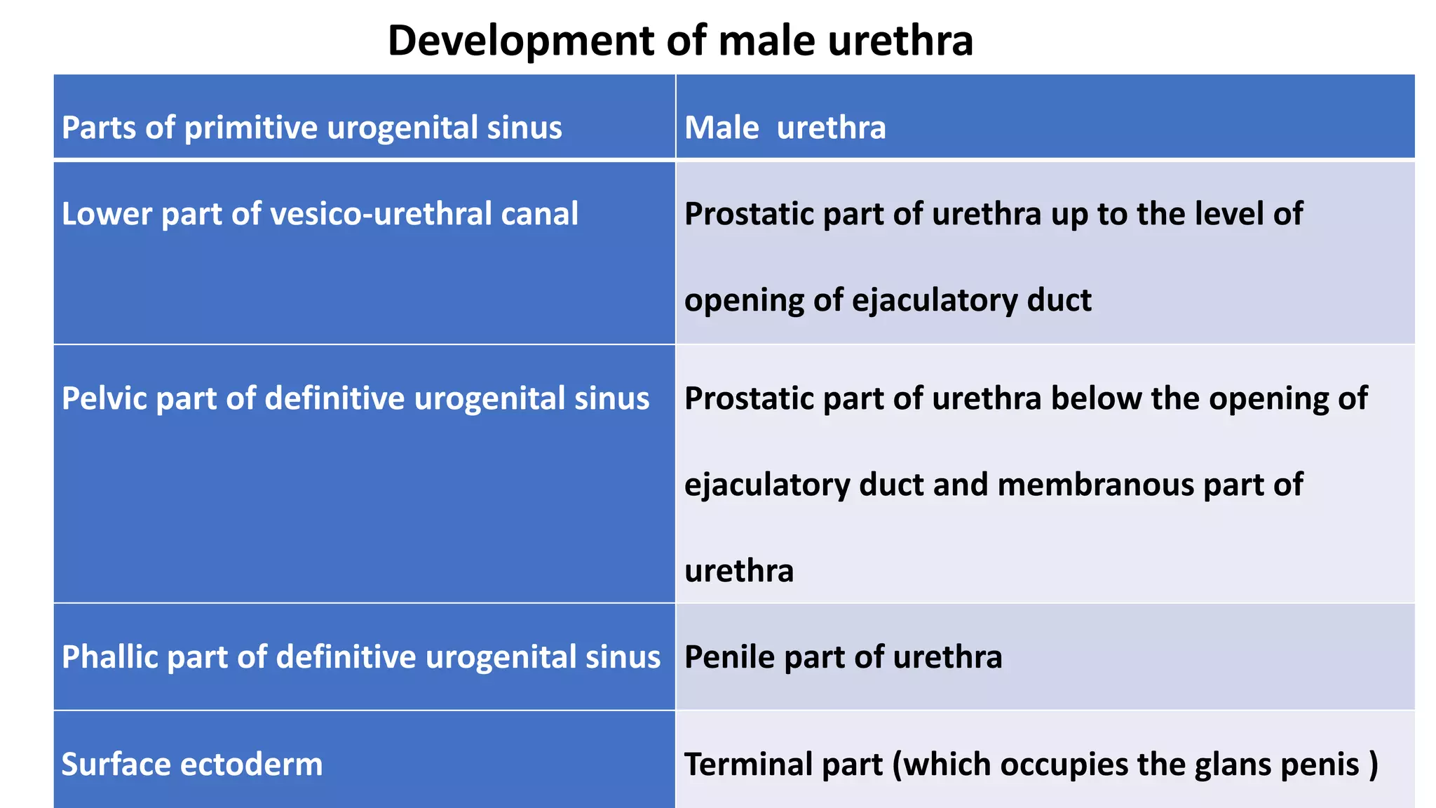 Development of urethra | PPTX
