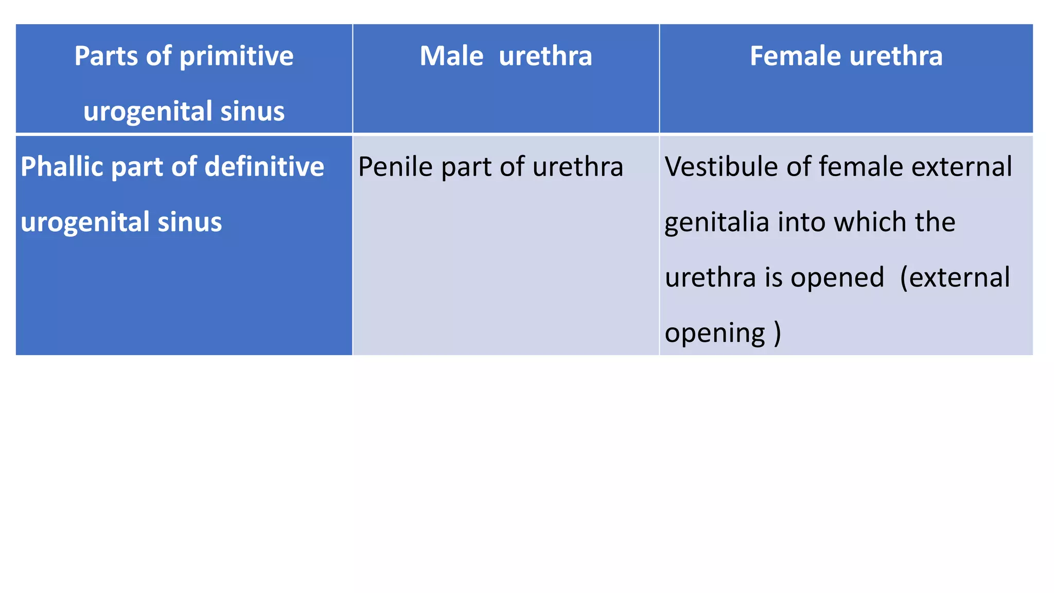 Development of urethra | PPTX