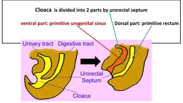 Development of urethra | PPTX | Reproductive Health | Diseases and ...