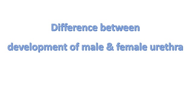 Development of urethra | PPTX | Reproductive Health | Diseases and ...
