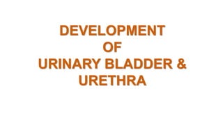 development of urinary bladder.pptx