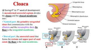 development of urinary bladder.pptx