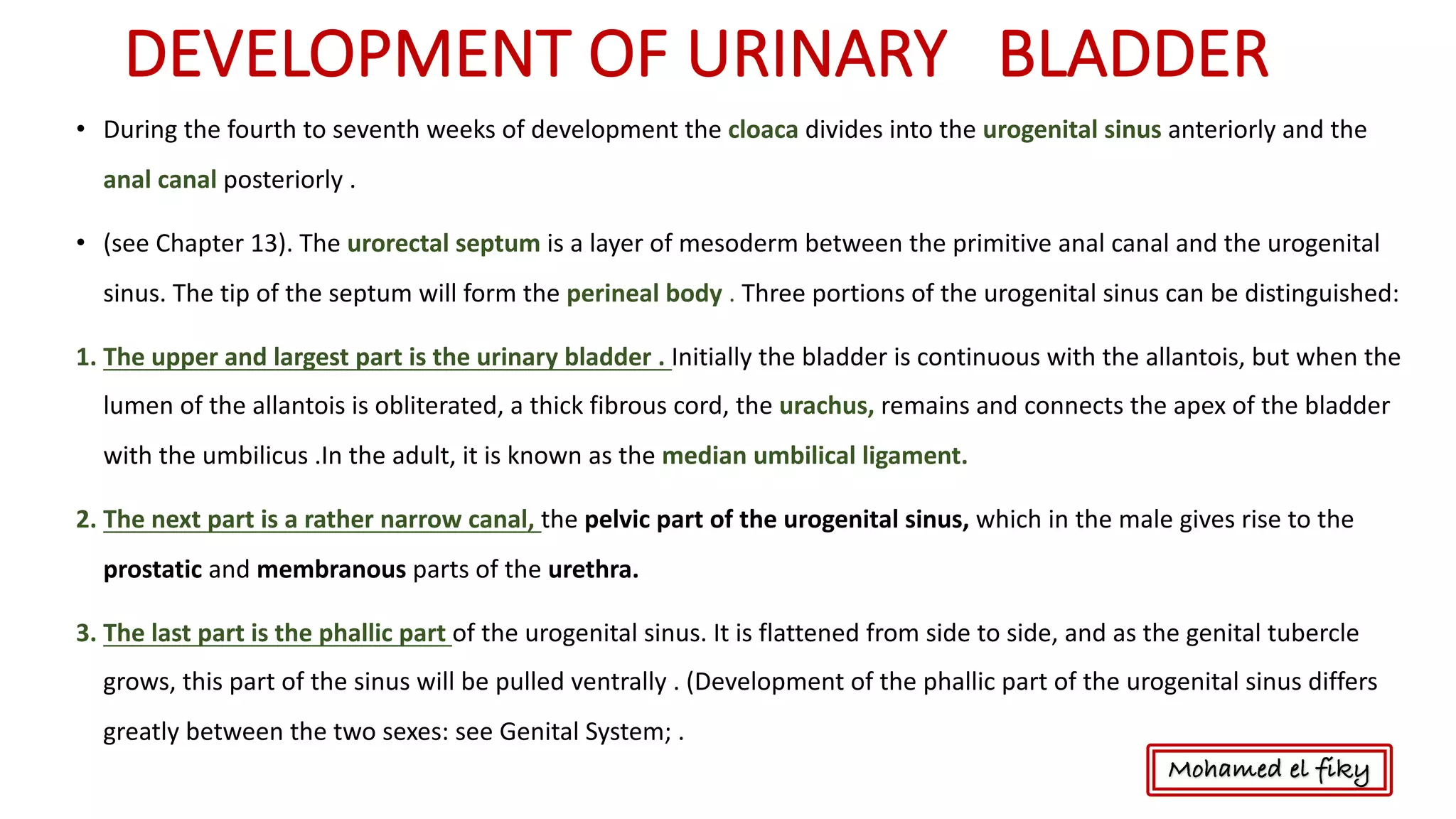 Development of urinary system | PDF