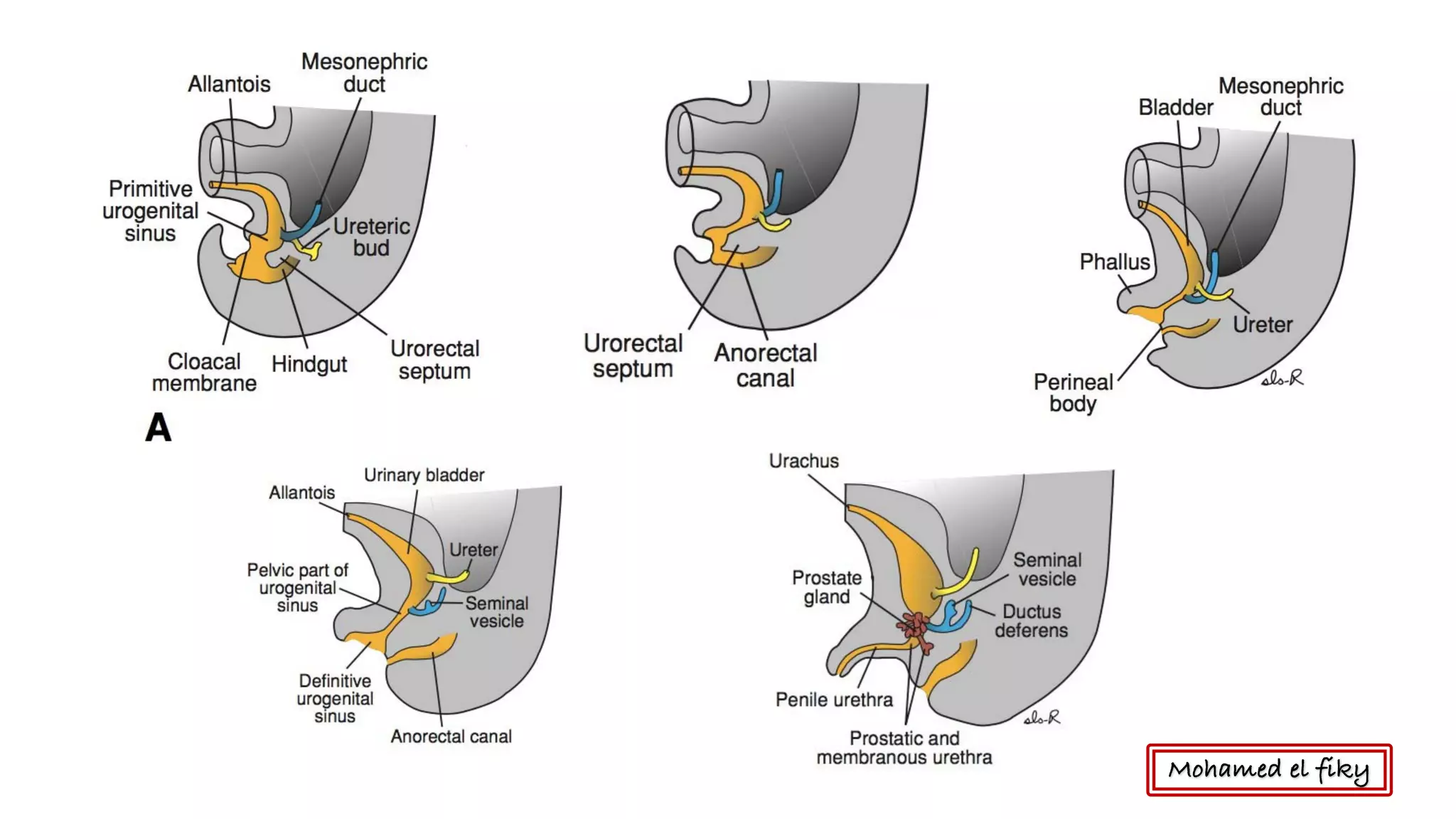 Development of urinary system | PDF