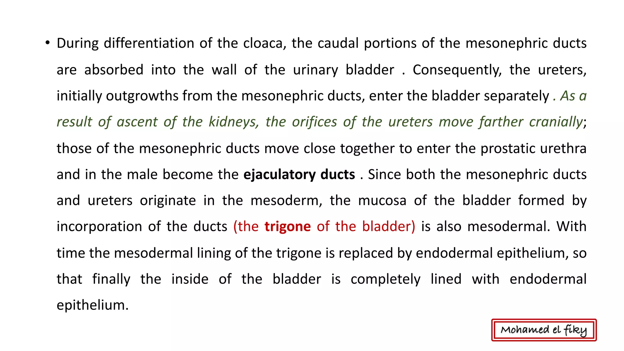 Development of urinary system | PDF