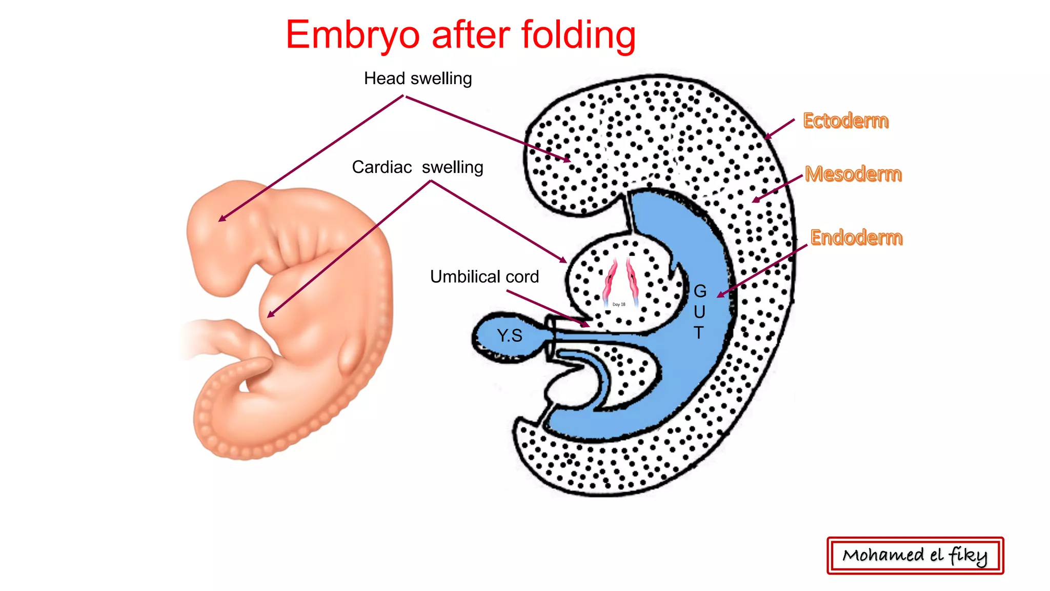 Development of urinary system | PDF
