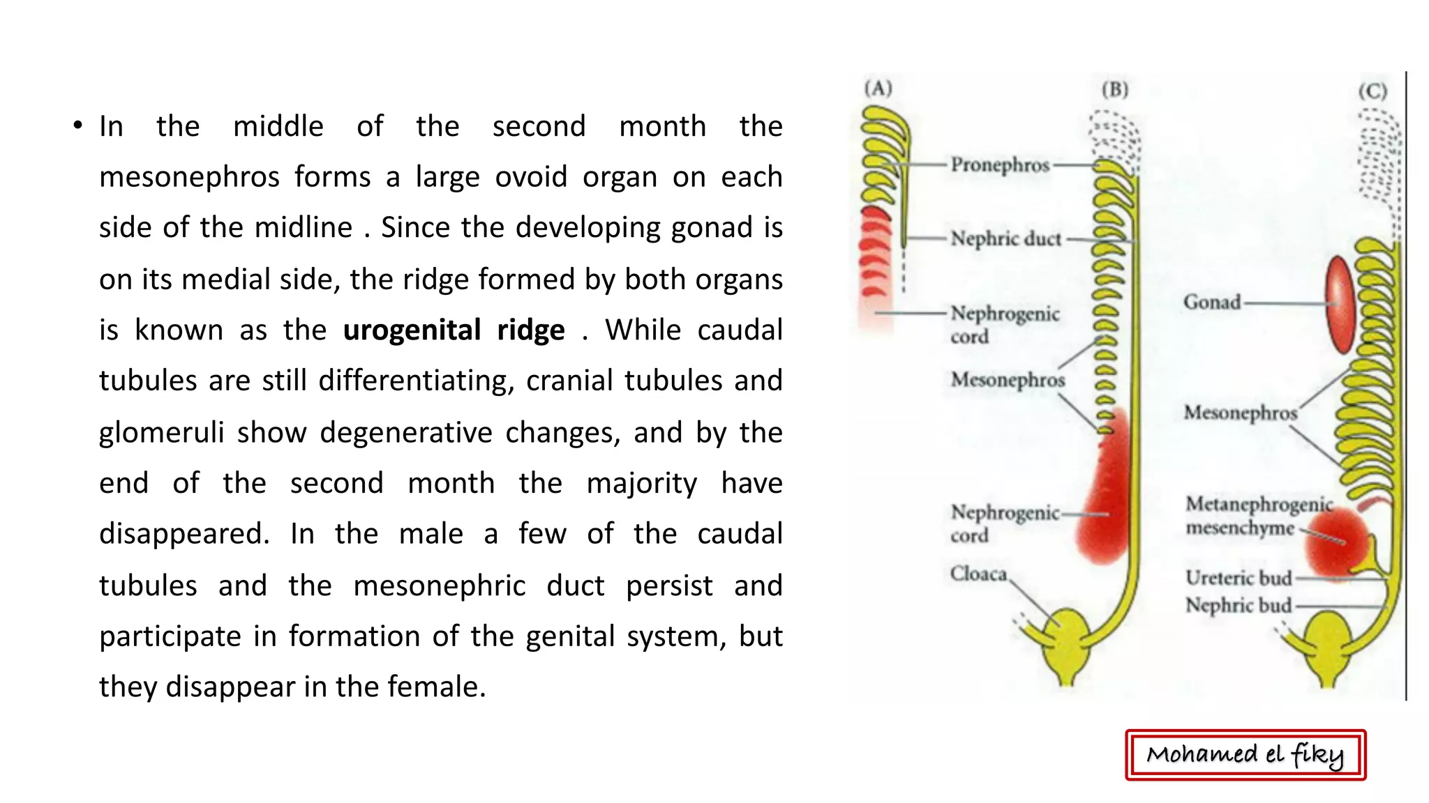Development of urinary system | PDF