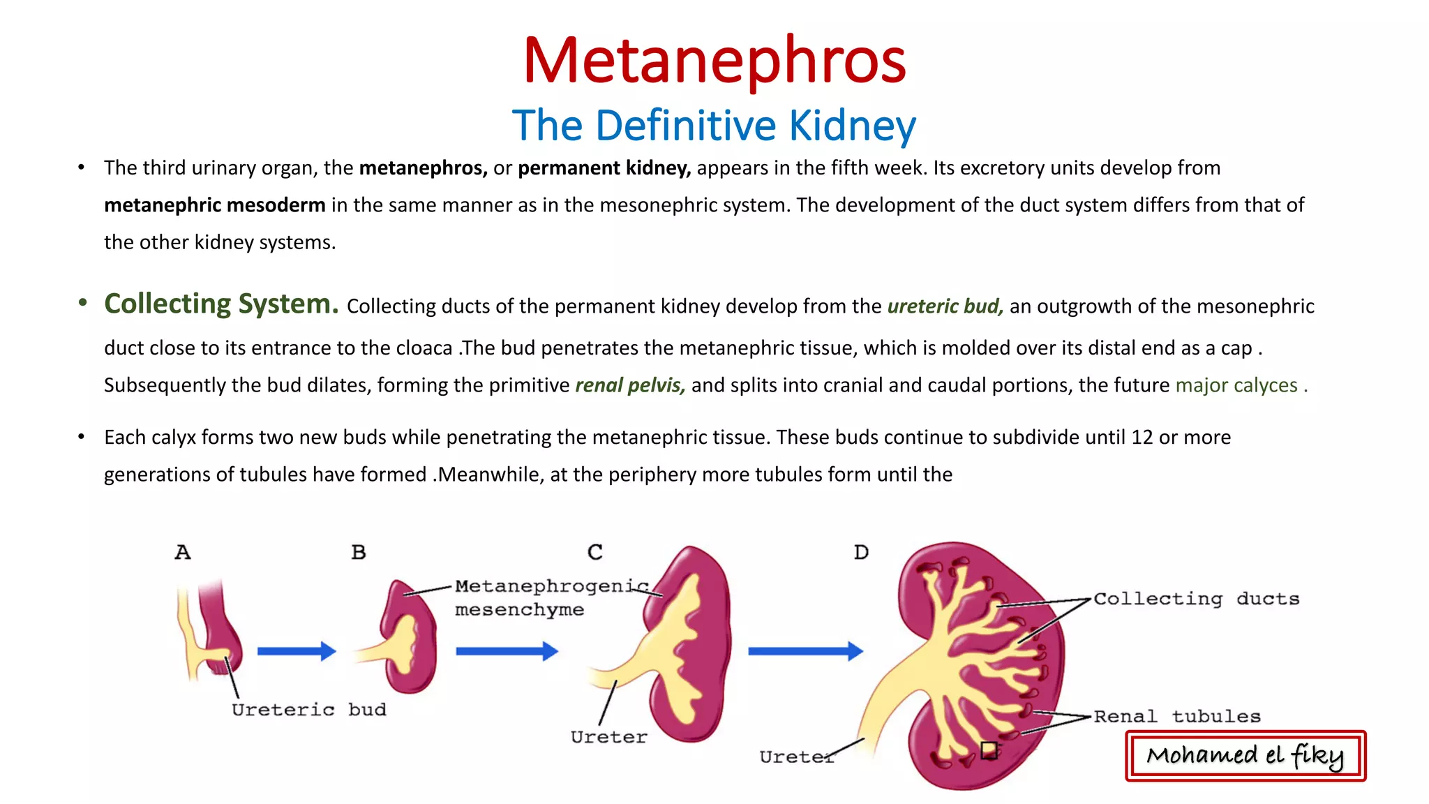 Development of urinary system | PDF