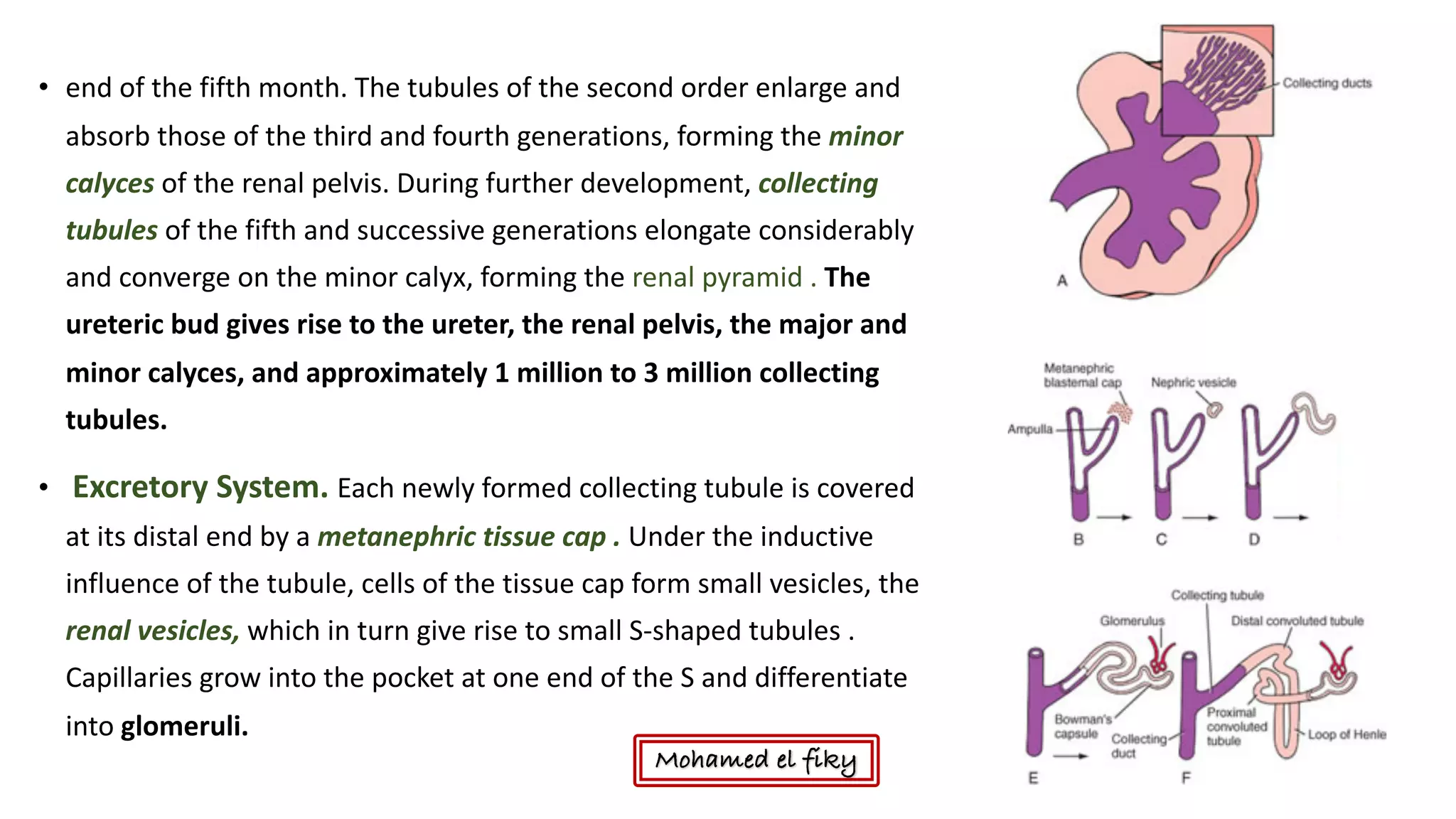 Development of urinary system | PDF