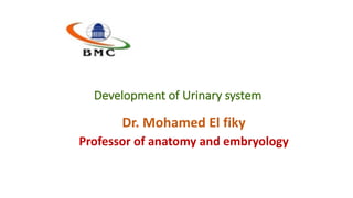 Development of urinary system | PDF