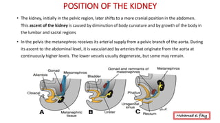 Development of urinary system | PDF