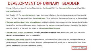 Development of urinary system | PDF