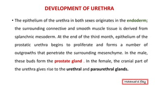 Development of urinary system | PDF