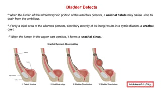 Development of urinary system | PDF