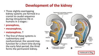 Development of urinary system | PDF
