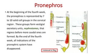 Development of urinary system | PDF