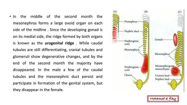 Development of urinary system | PDF | Biological Sciences | Science