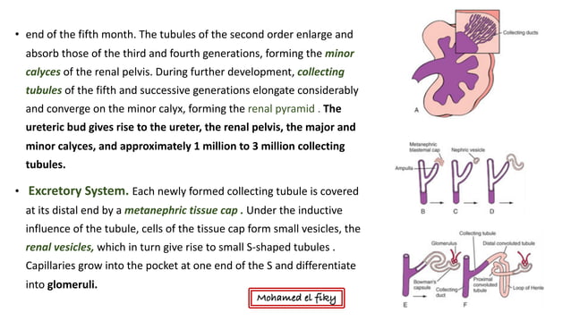 Development of urinary system | PPT