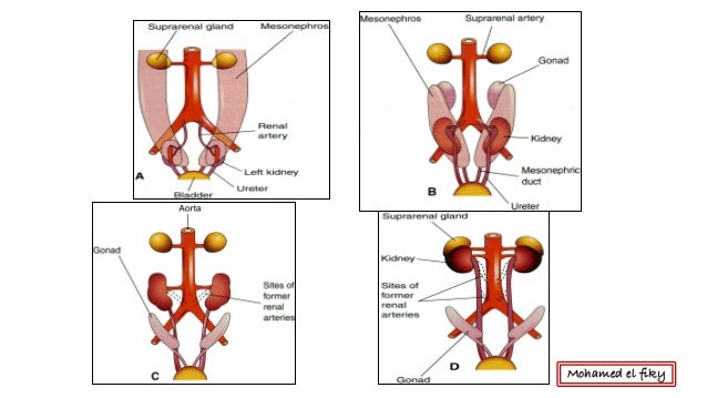 Development of urinary system