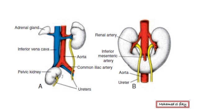 Development of urinary system