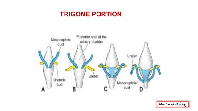 Development of urinary system