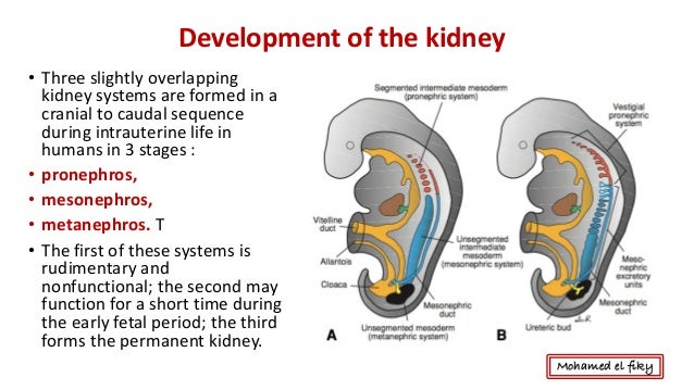 Development of urinary system
