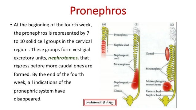 Development of urinary system