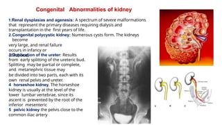 develo pment of uri nary system .pptx