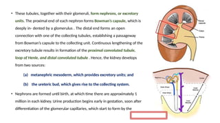 develo pment of uri nary system .pptx