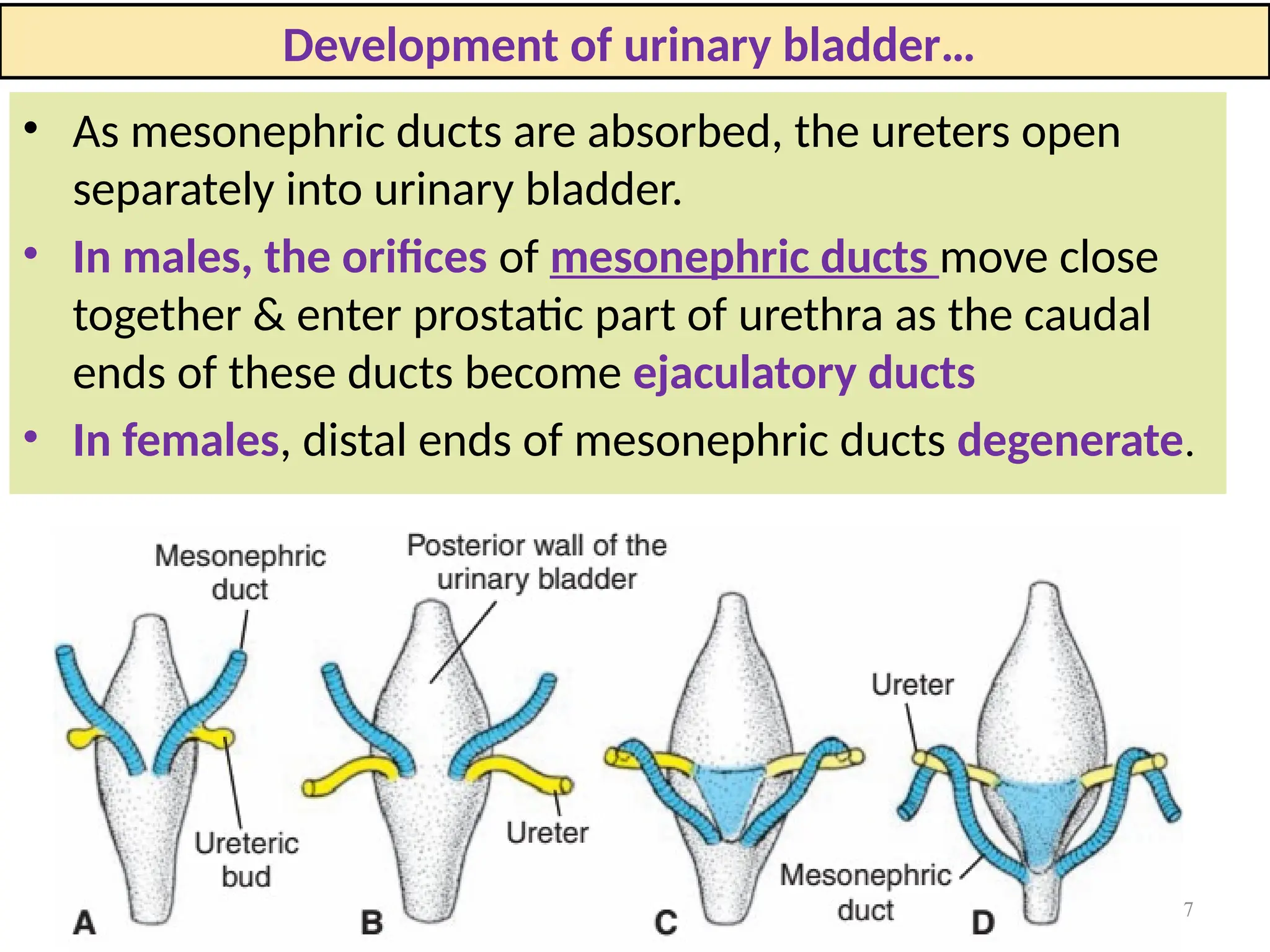 Development of urinary system ,2025.pptx