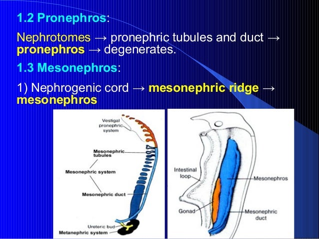 Urogenital devolopment
