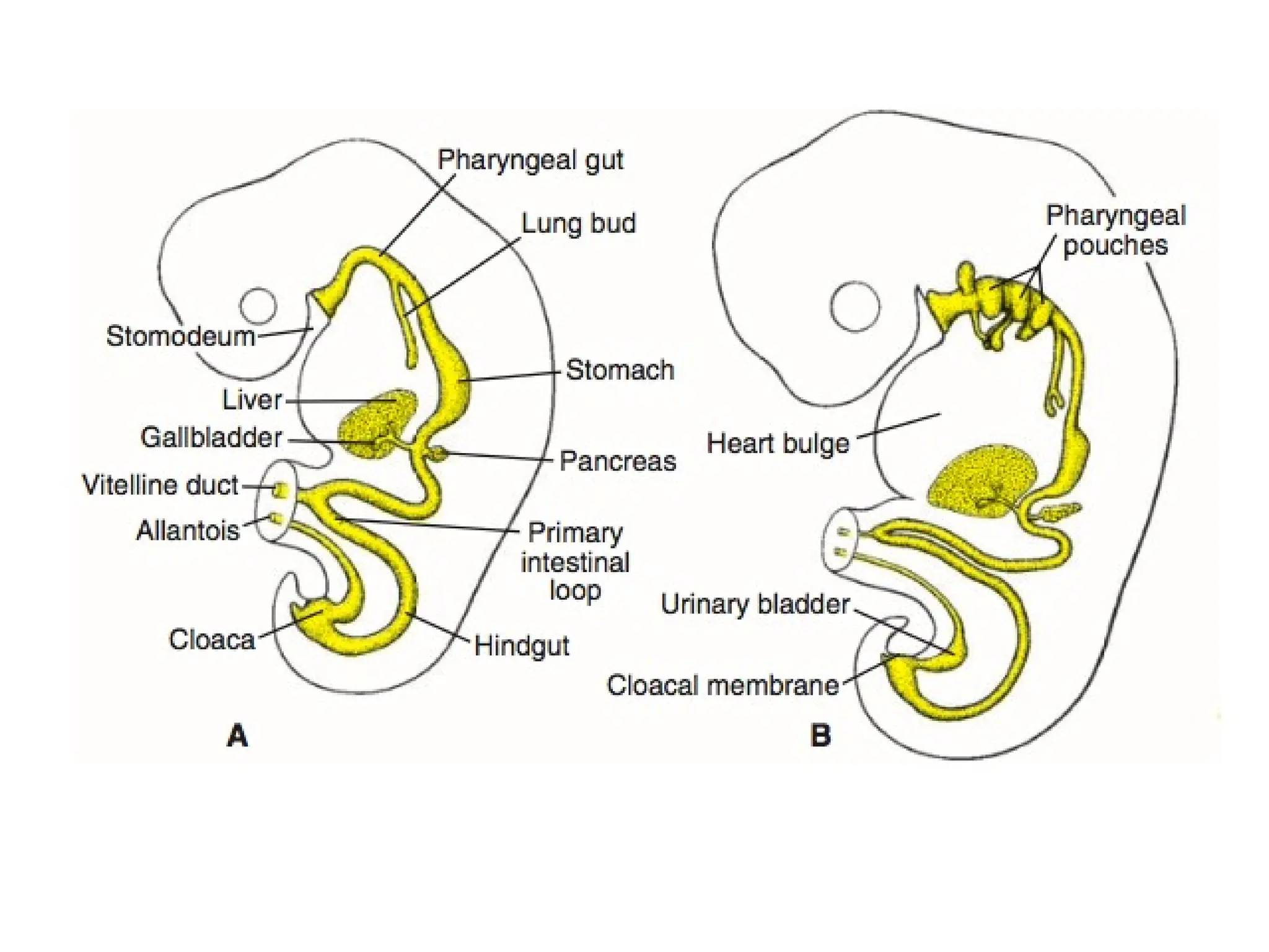 Development and embryology of urogenital system | PPTX