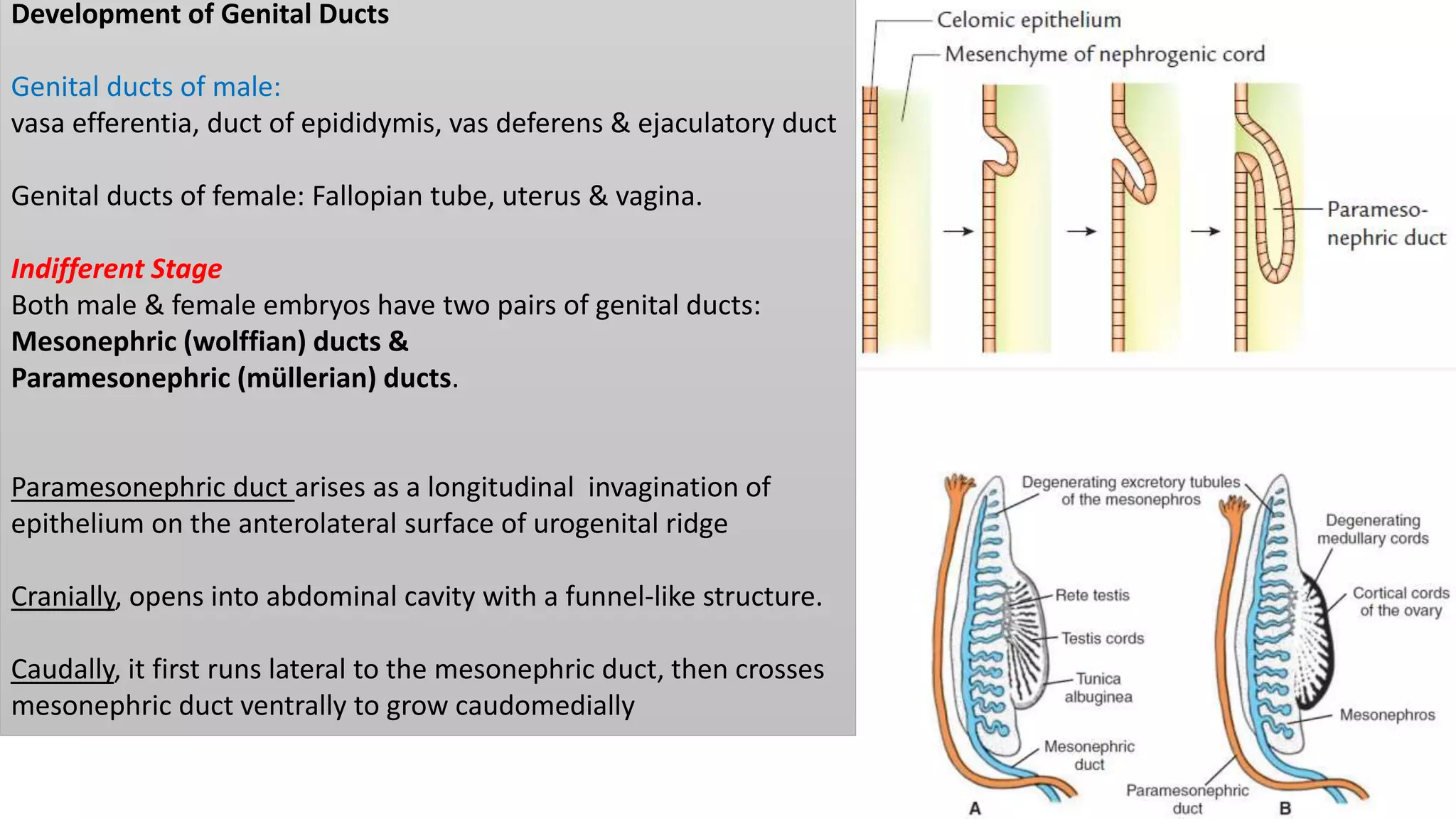 Development of urogenital system II | PPTX
