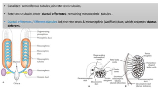 Development of urogenital system II | PPTX