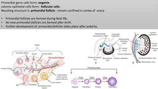 Development of urogenital system II | PPTX