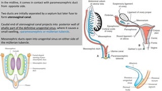 Development of urogenital system II | PPTX