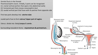Development of urogenital system II | PPTX