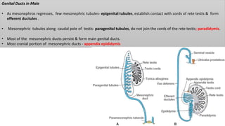 Development of urogenital system II | PPTX